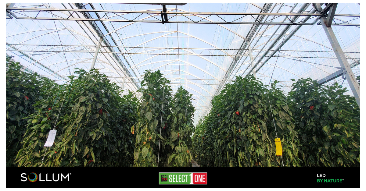AMCO Produce Chooses Sollum Technologies Dynamic LED Grow Lights ...
