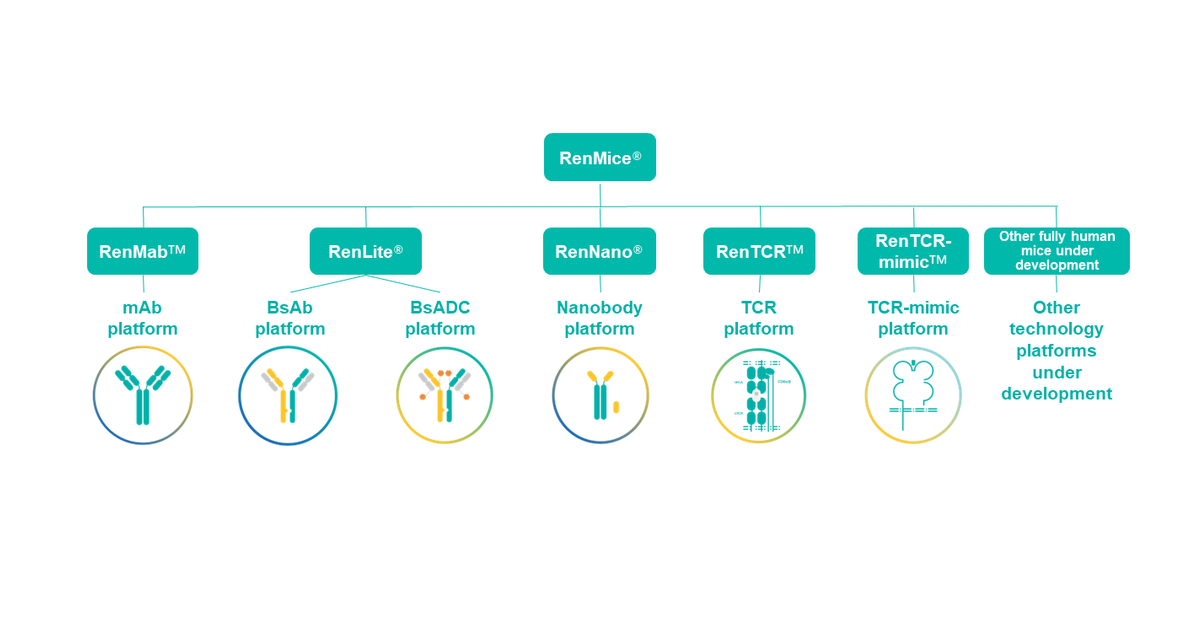 Riassunto: Biocytogen lancia ufficialmente la serie RenMice® | Business ...
