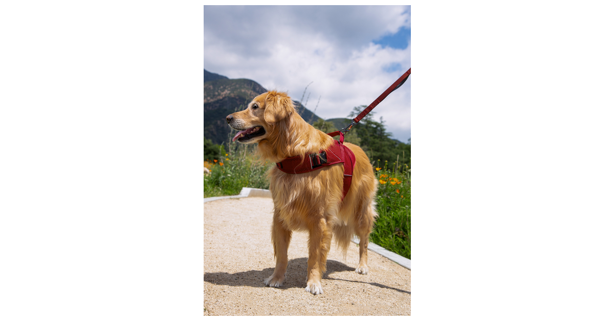 Sleepypod Introduces New Calming Harness for Dogs and Cats | Business Wire