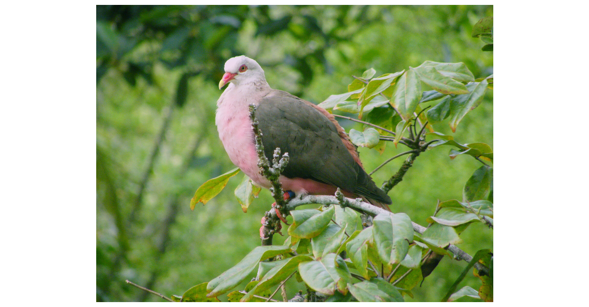 Mauritian Wildlife Foundation Partners With Colossal Biosciences to ...