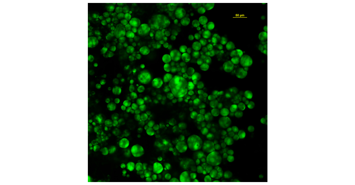 Obatala Sciences Announces Commercial Launch of Its ObaCell® Obesity-on ...