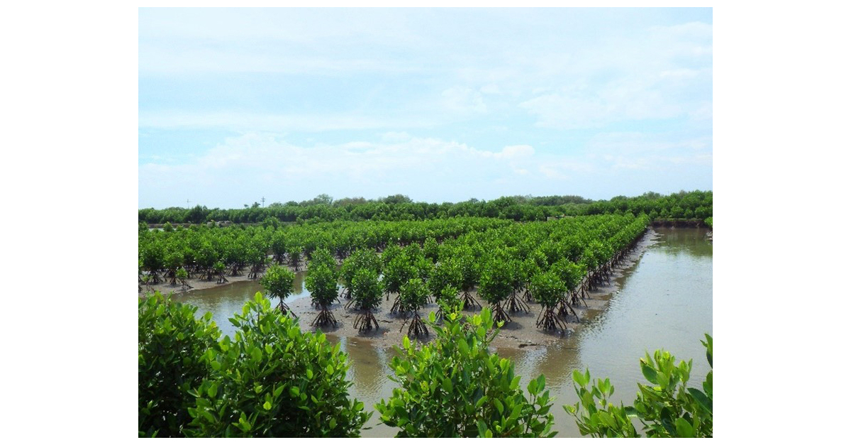 Yamaha Motor Launches Mangrove Planting Project in Indonesia | Business ...