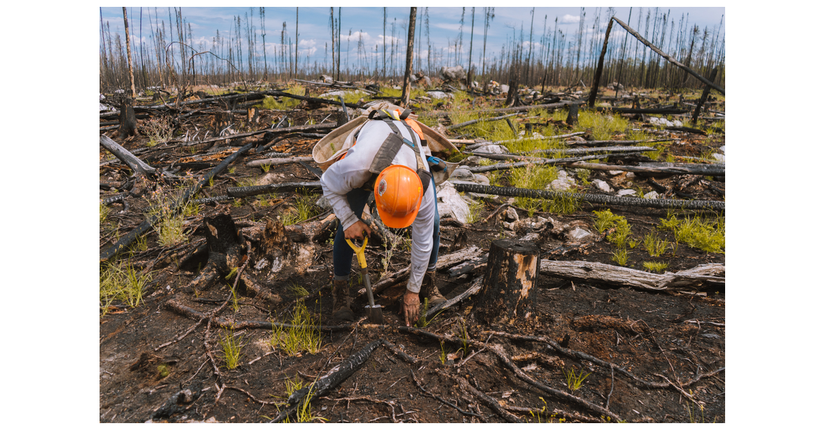 Integrity Reforestation and Agoke Development LP (ADLP) Launch Major ...