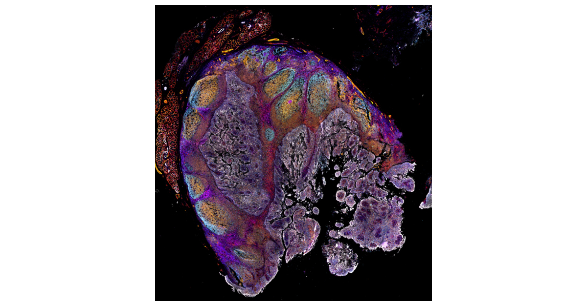 Thermo Fisher Scientific’s New Spatial Imaging System Enables ...