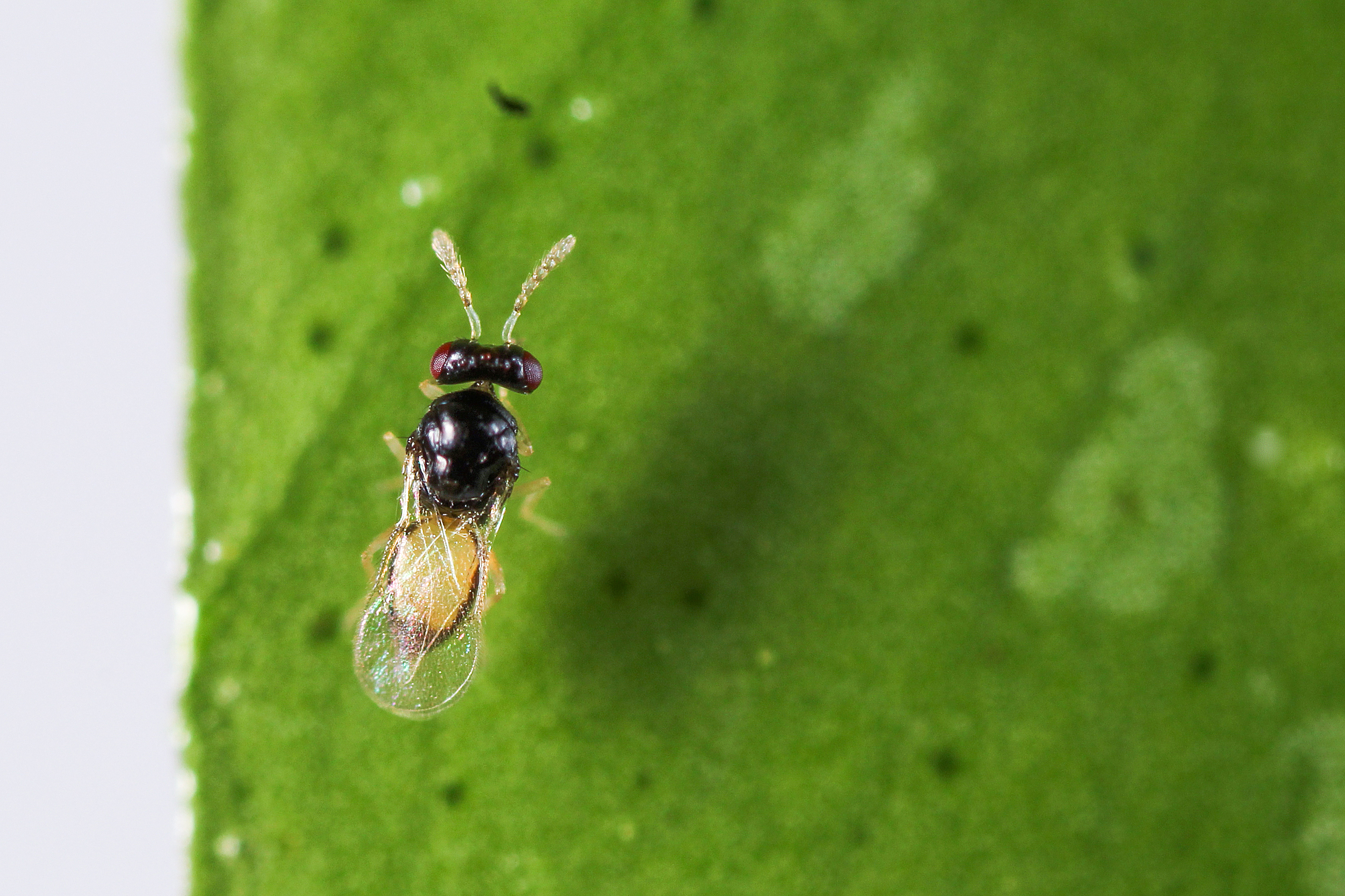 Beneficial Bugs to the Rescue: Ag Officials Release Natural Predators ...