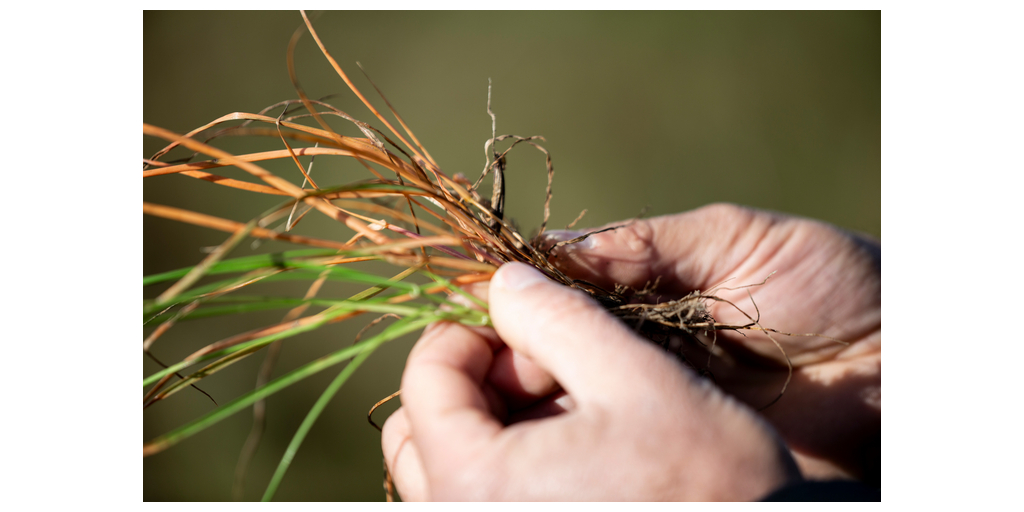 Syngenta Unveils VIRESTINA™ Technology, a Global Breakthrough in ...