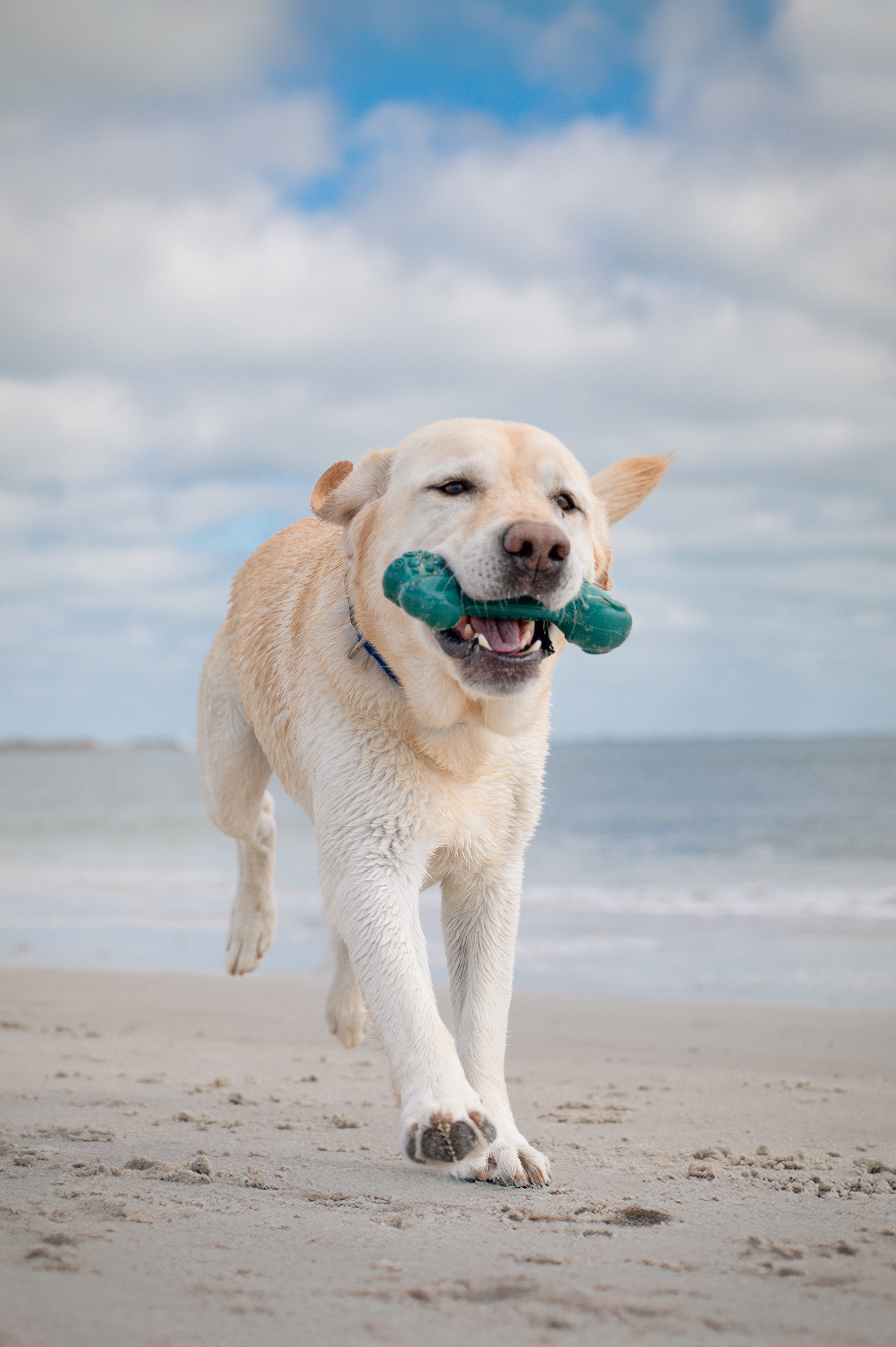 Nylabone Supports Ocean Cleanup by Repurposing Abandoned Fishing Nets ...